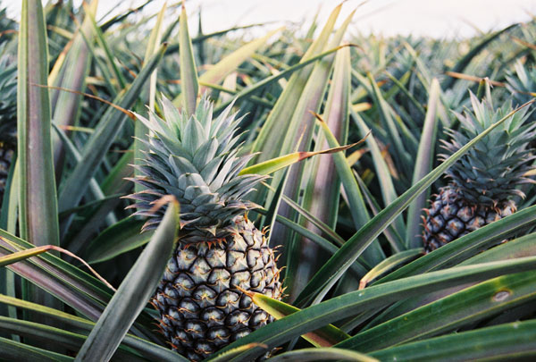 pineapple